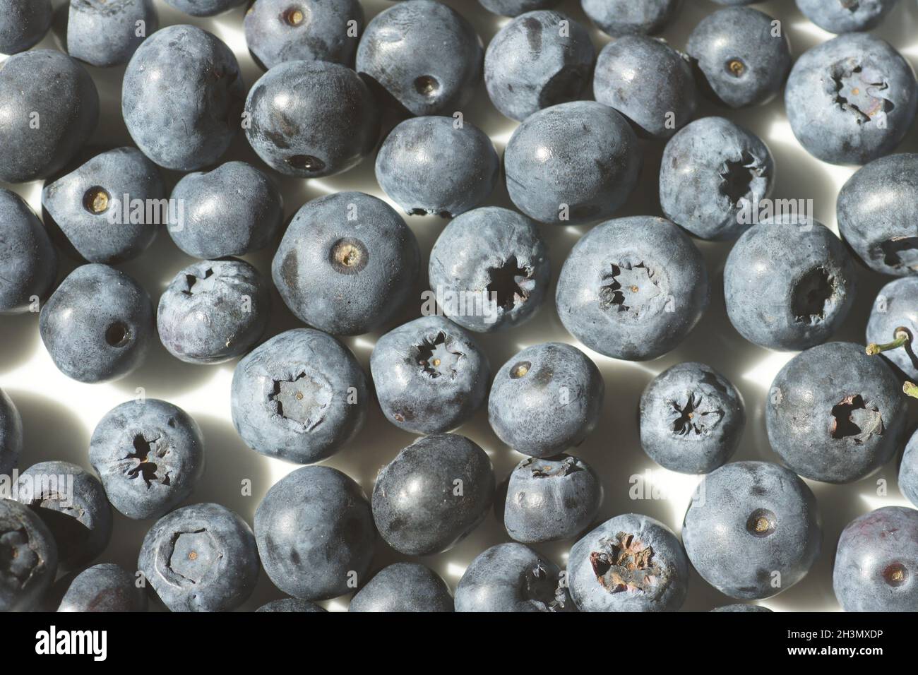 Vaccinium corymbosum, northern highbush blueberry Stock Photo - Alamy
