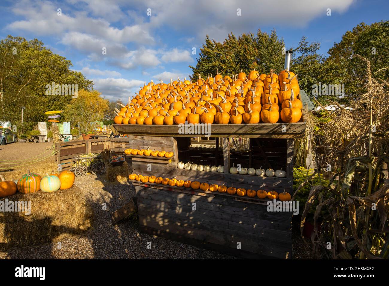 Arrangement of pumpkins on display at the Pumpkin Festival at Crockford ...
