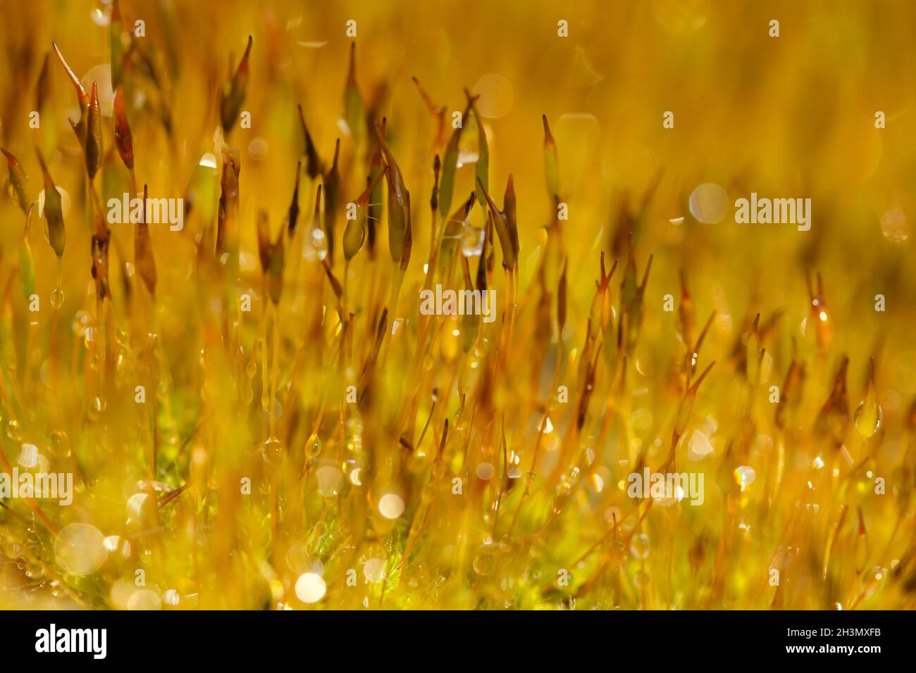 Golden moss hi-res stock photography and images - Alamy