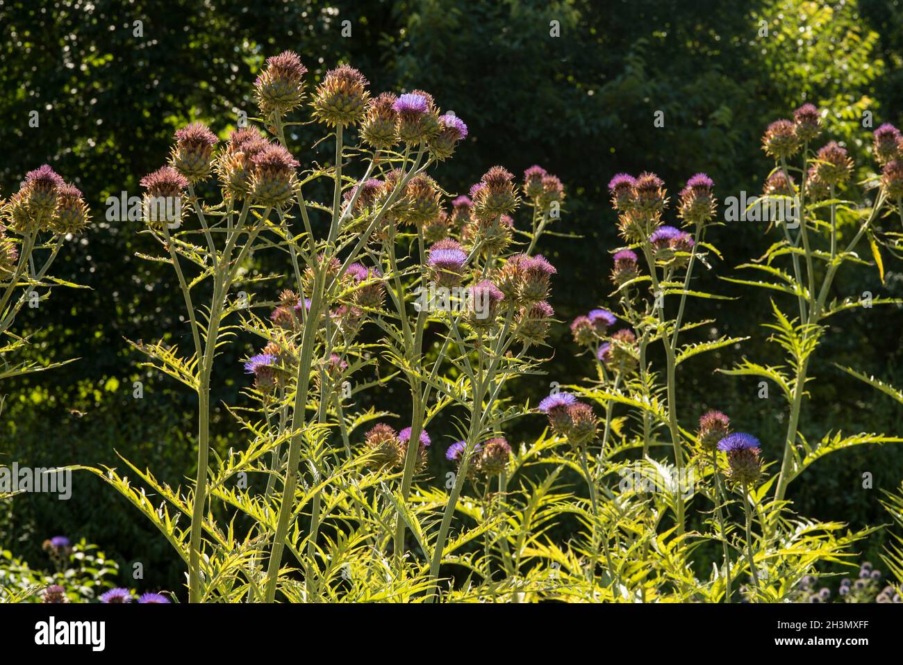 Giant ornamental thistle hi-res stock photography and images - Alamy