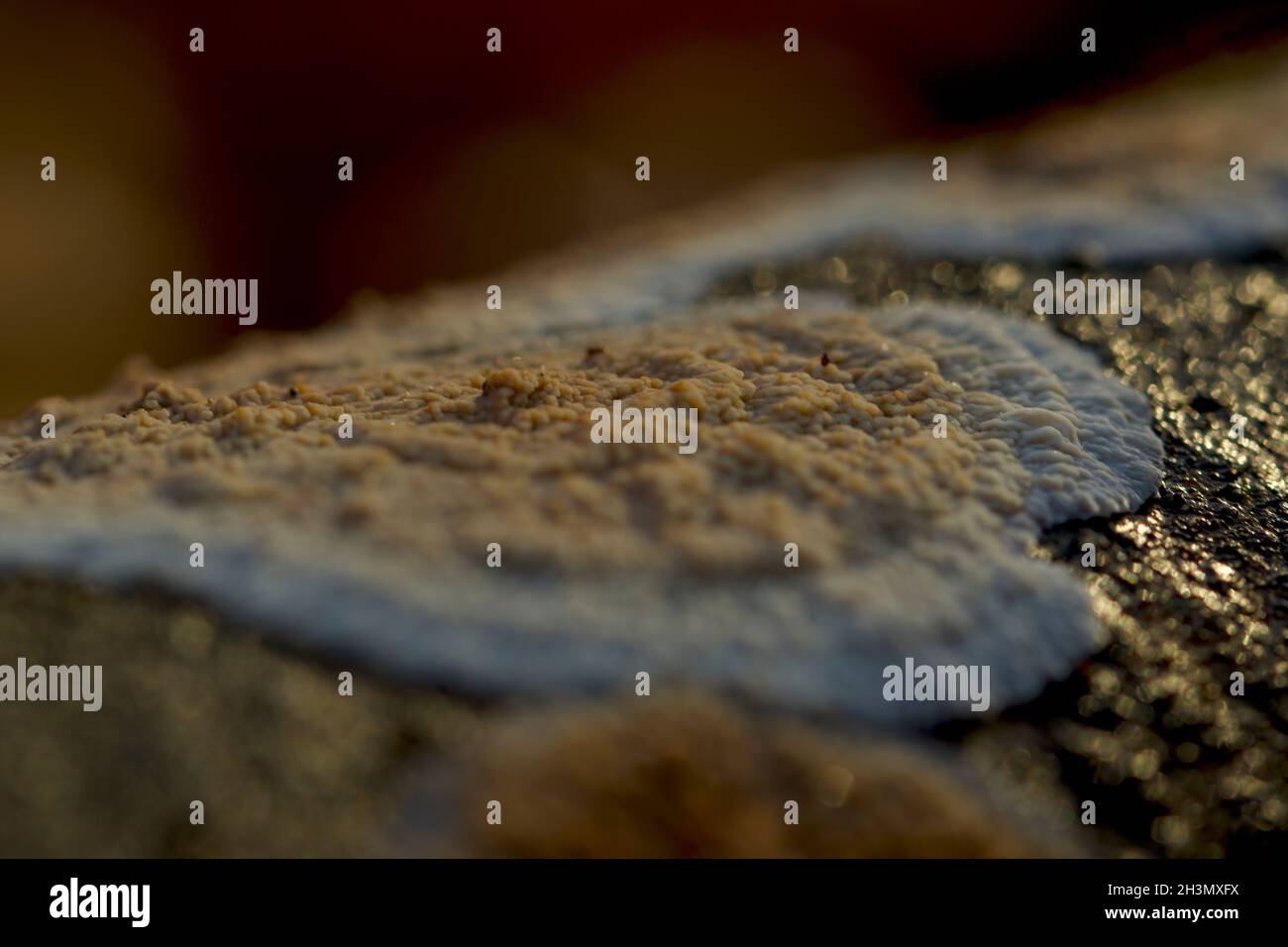 Crust fungi hi-res stock photography and images - Alamy