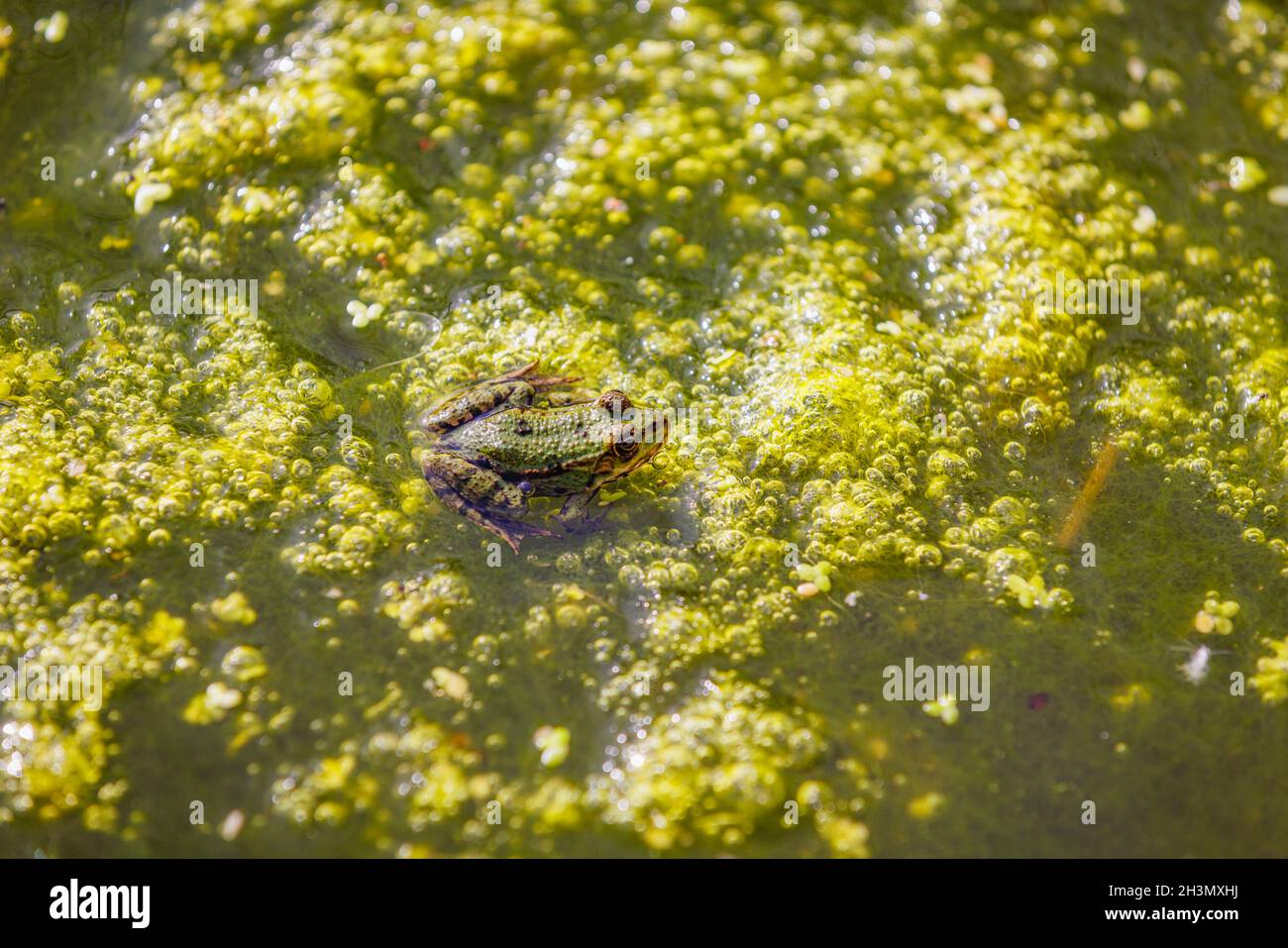 Marsh frog (Pelophylax ridibundus) an introduced non-native species, in ...