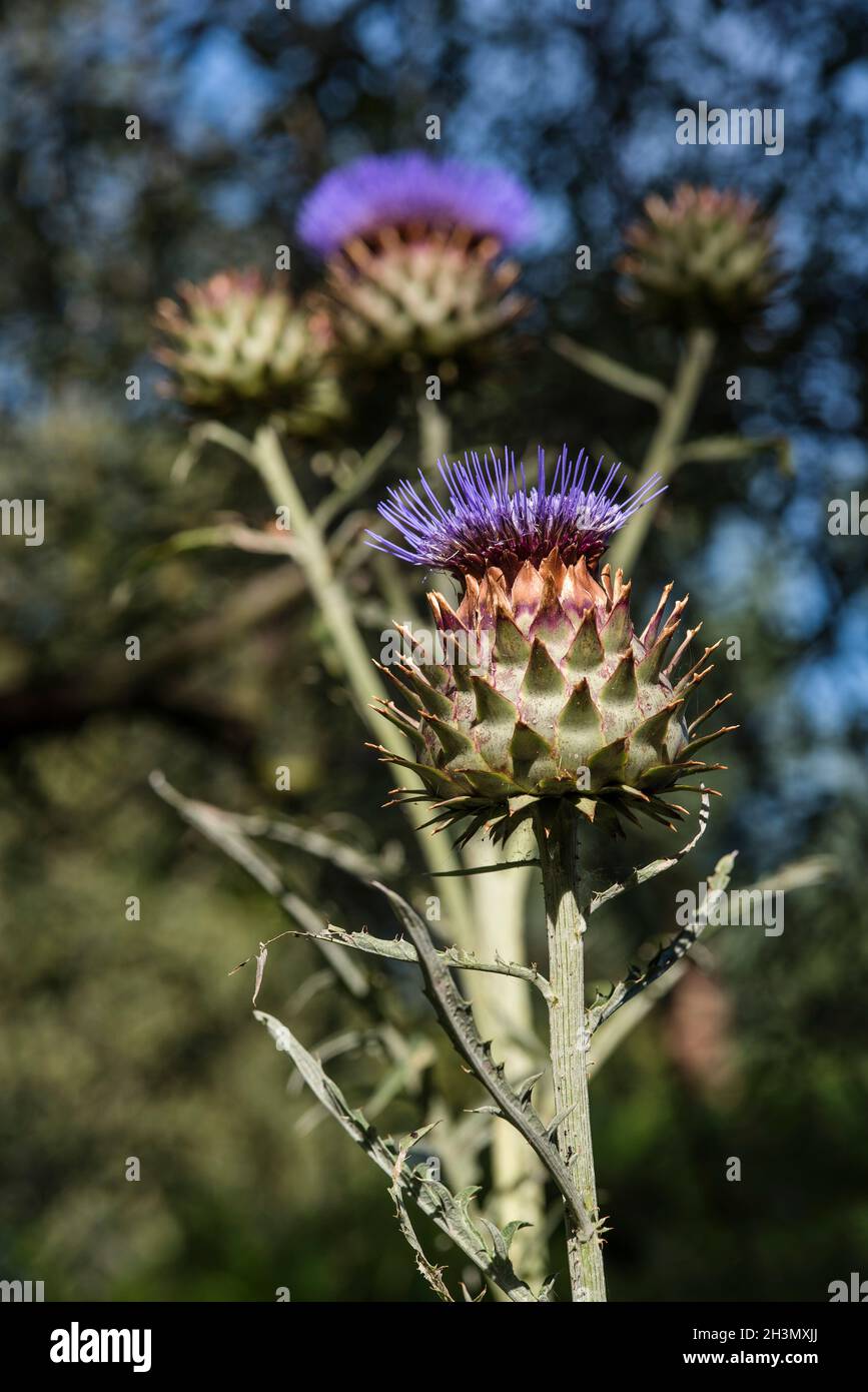 Giant thistle, Cardoon, ornamental Artichoke, very popular with bees in ...