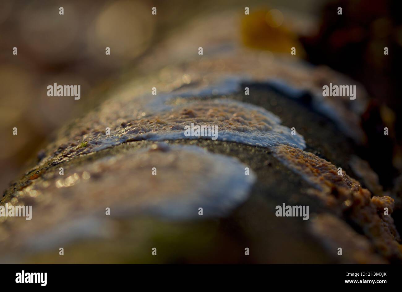 Crust fungi hi-res stock photography and images - Alamy