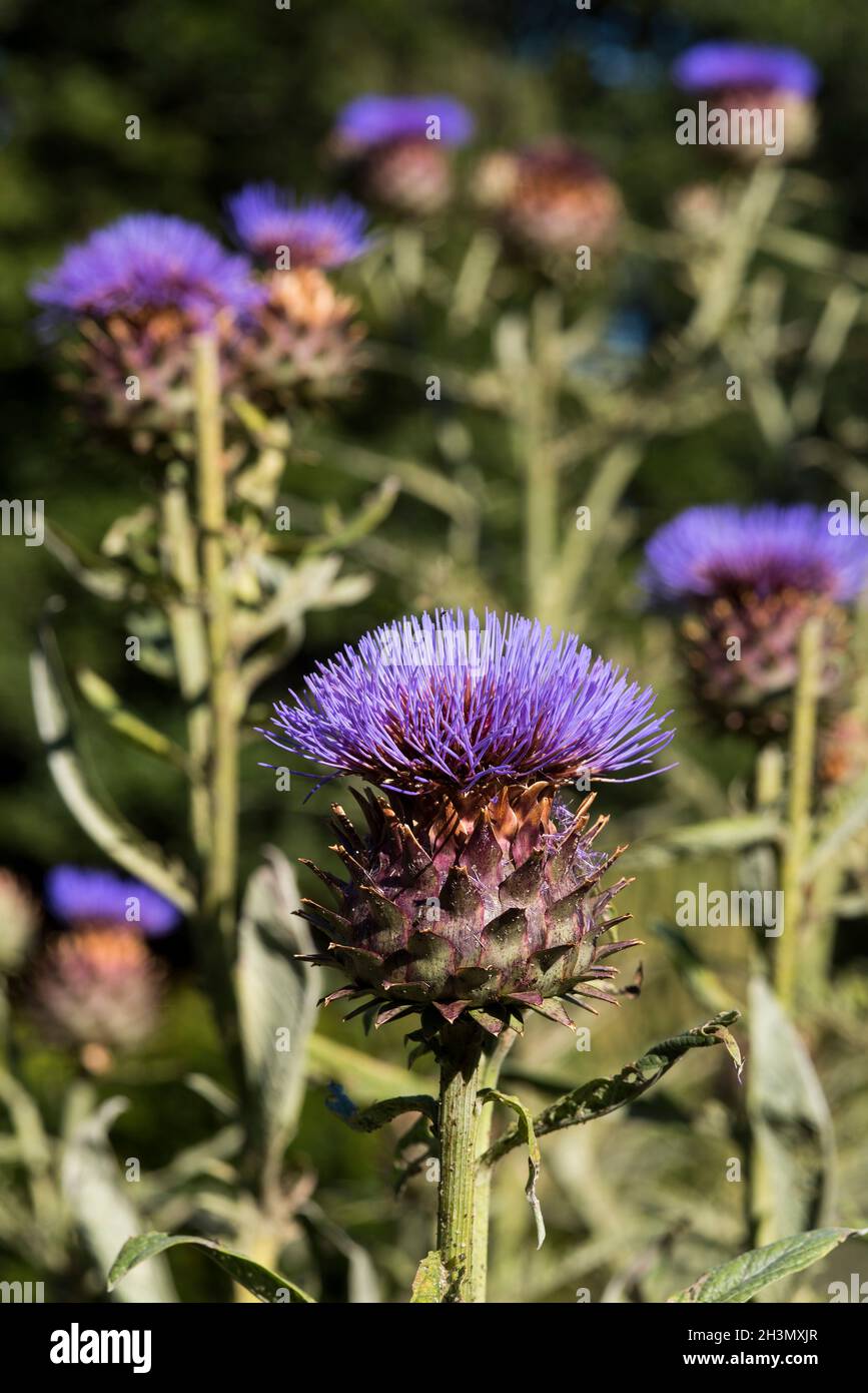 Giant thistle, Cardoon, ornamental Artichoke, very popular with bees in ...