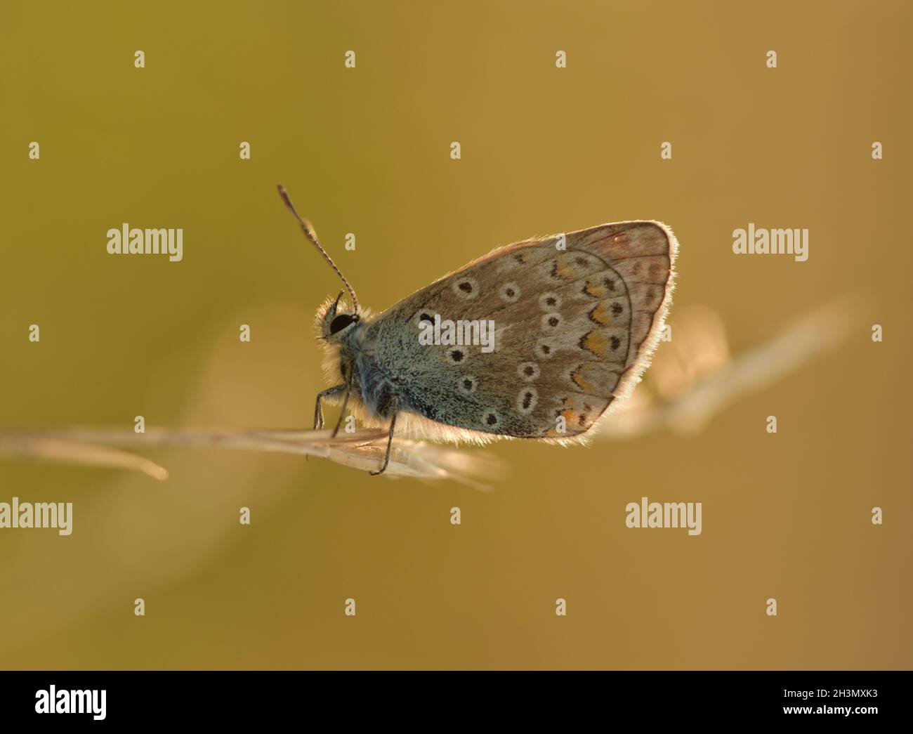 Female common blue butterfly Stock Photo - Alamy