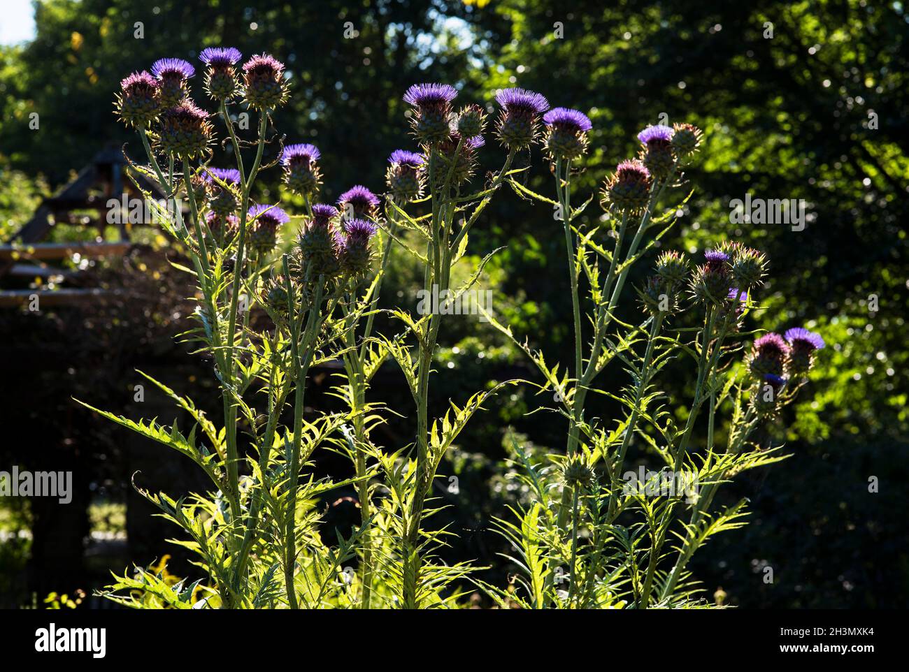 Giant thistle, Cardoon, ornamental Artichoke, very popular with bees in ...