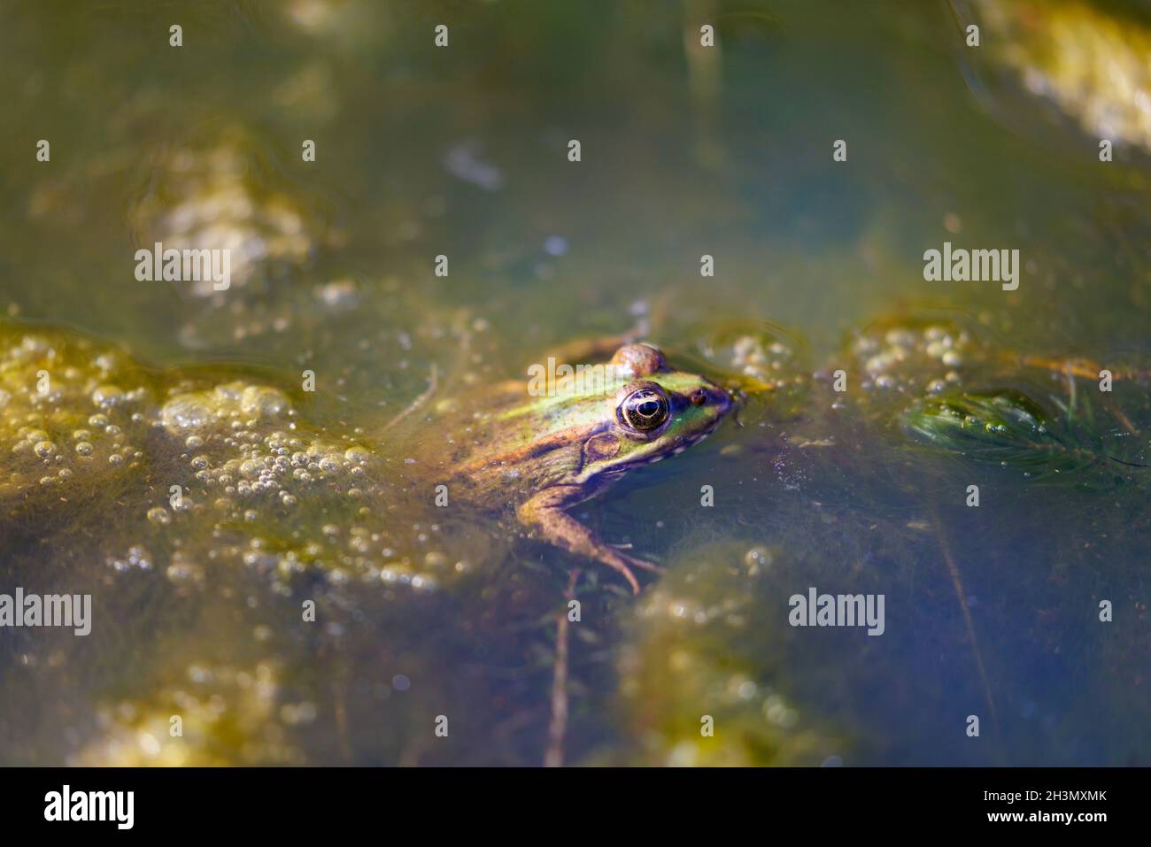 Marsh frog (Pelophylax ridibundus) an introduced non-native species, in ...