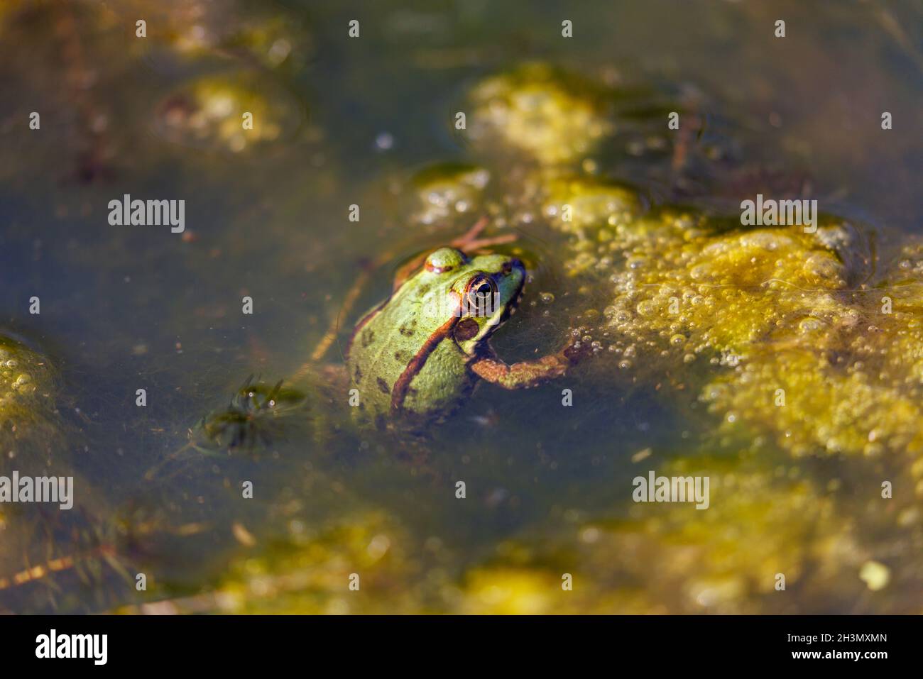 Marsh frog (Pelophylax ridibundus) an introduced non-native species, in ...