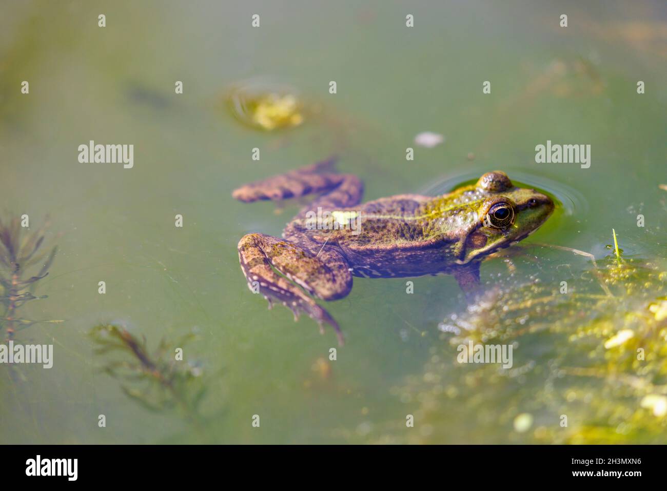 Marsh frog (Pelophylax ridibundus) an introduced non-native species, in ...