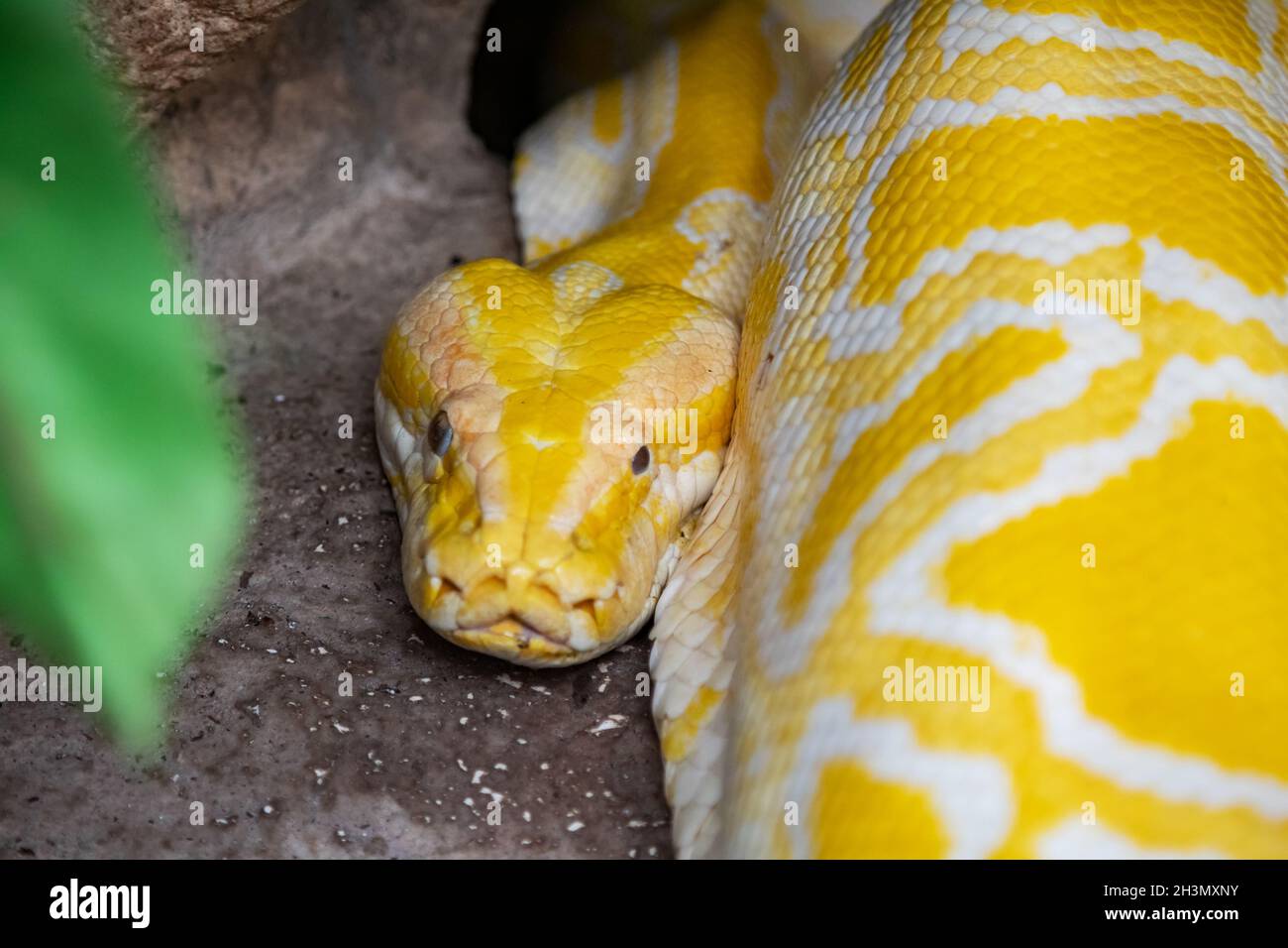 Python habitat hi-res stock photography and images - Alamy