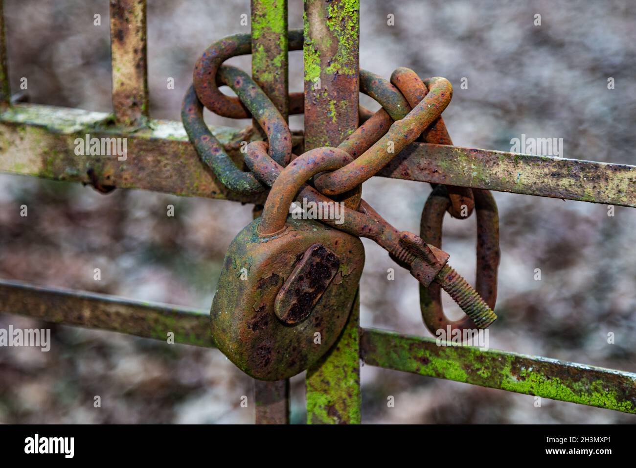 Old rusty and aged gate. Weathered door locked with padlock. Lock and ...