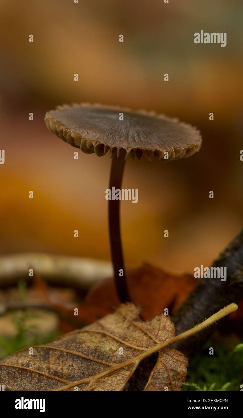 Flat disc hi-res stock photography and images - Alamy