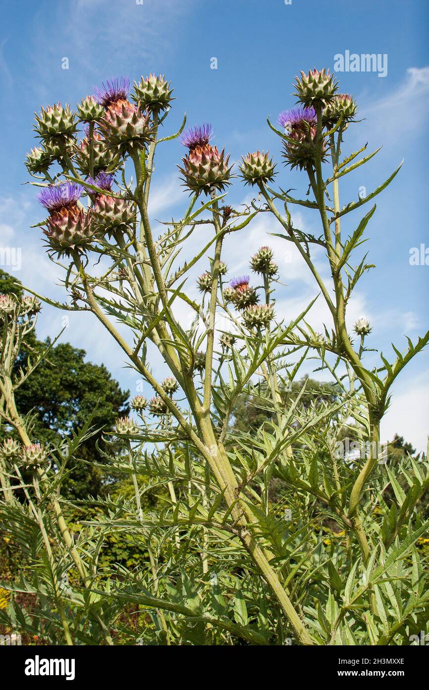 Giant thistle, Cardoon, ornamental Artichoke, very popular with bees in ...