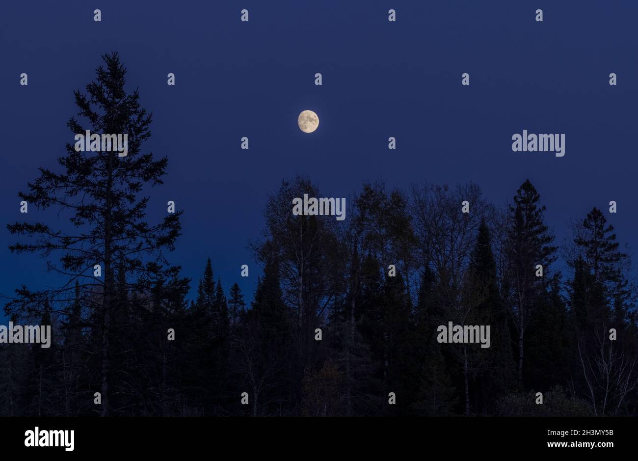 A full moon in the Chequamegon National Forest in northern Wisconsin ...