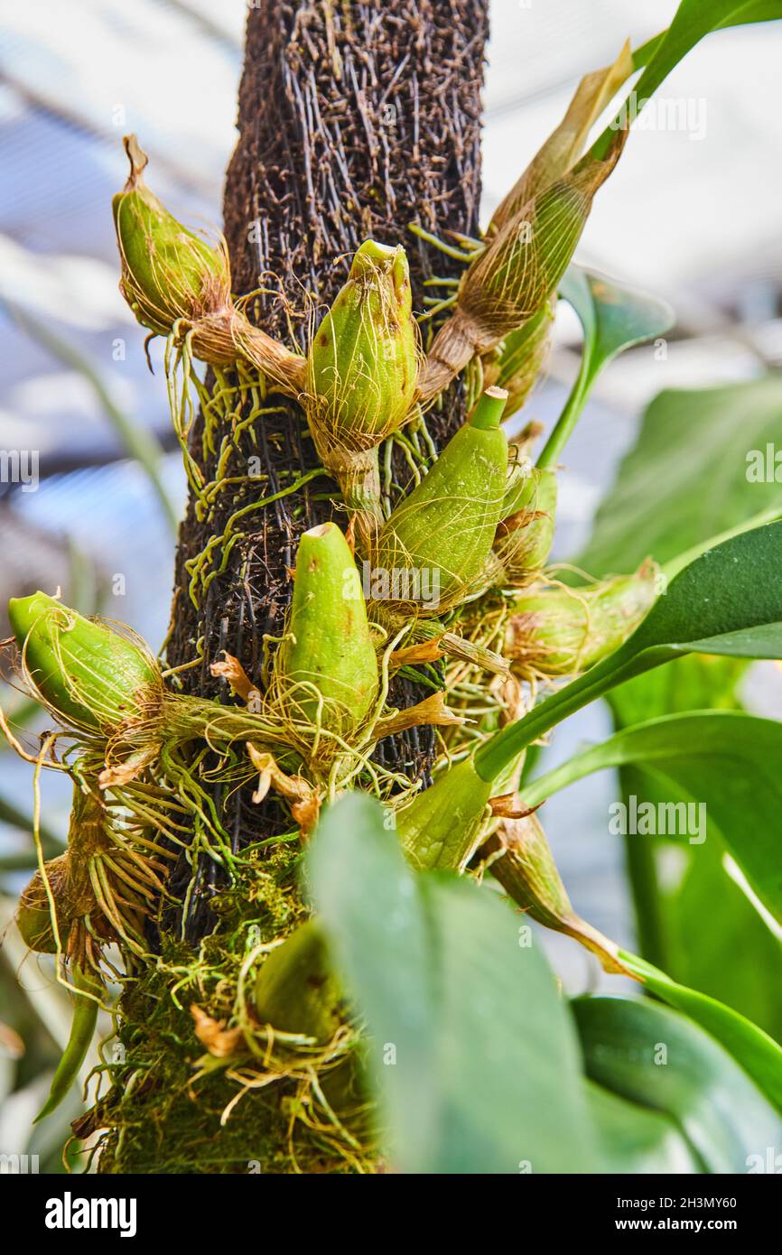 Unusual greenhouse plants growing on wood with exposed roots Stock ...