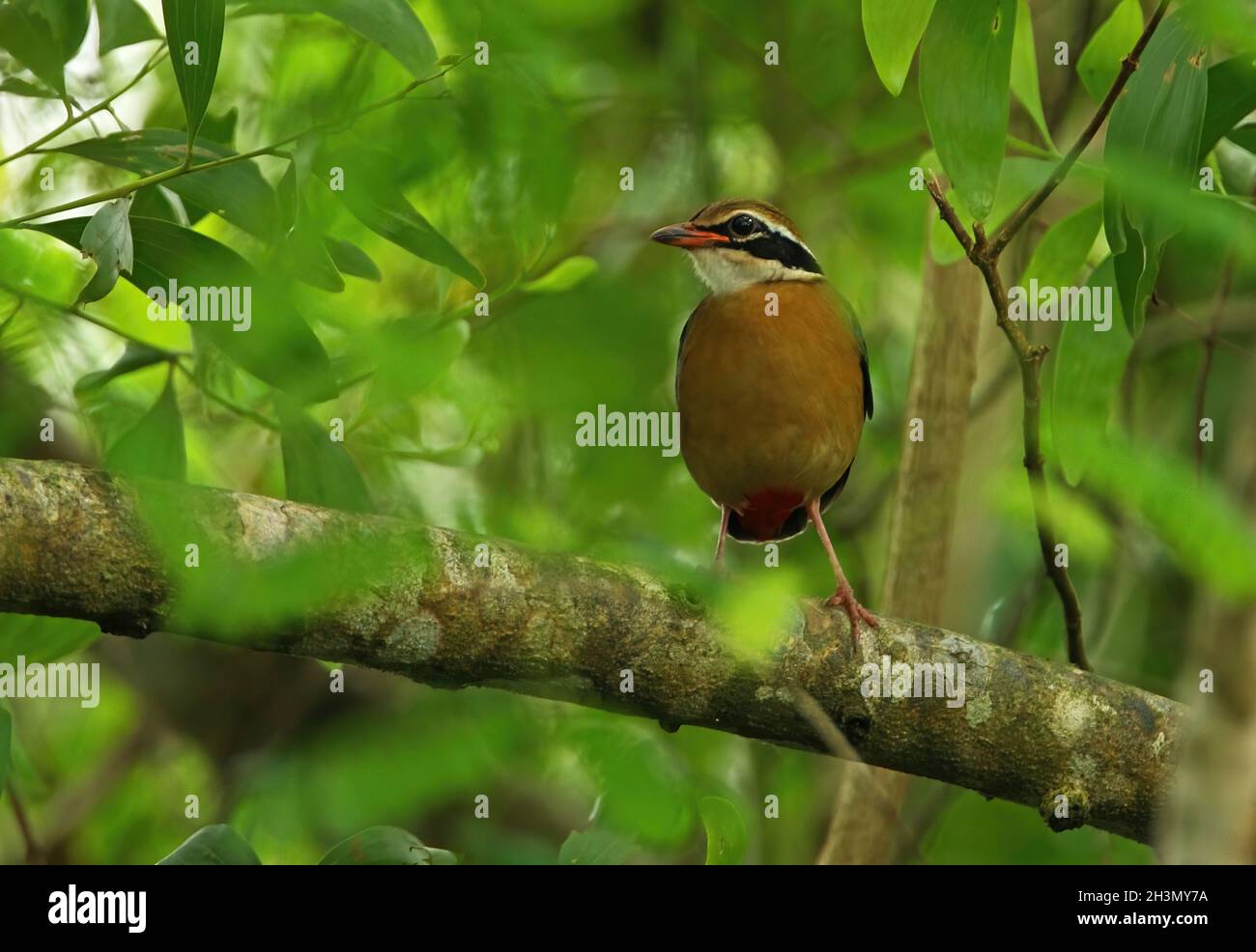 Indian Pitta (Pitta brachyura) adult perched on branch Sri Lanka ...