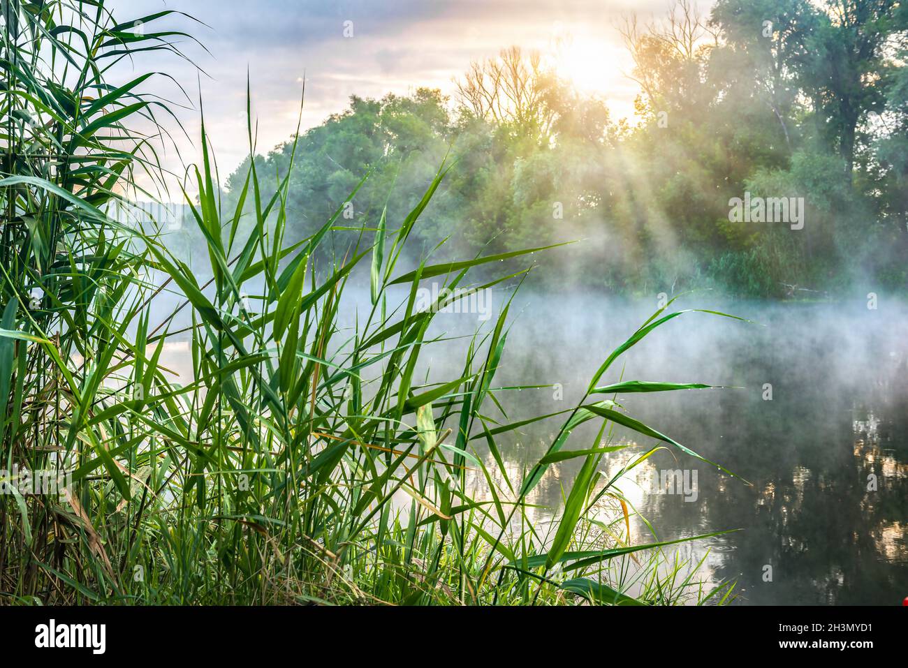 Reeds on river bank Stock Photo - Alamy