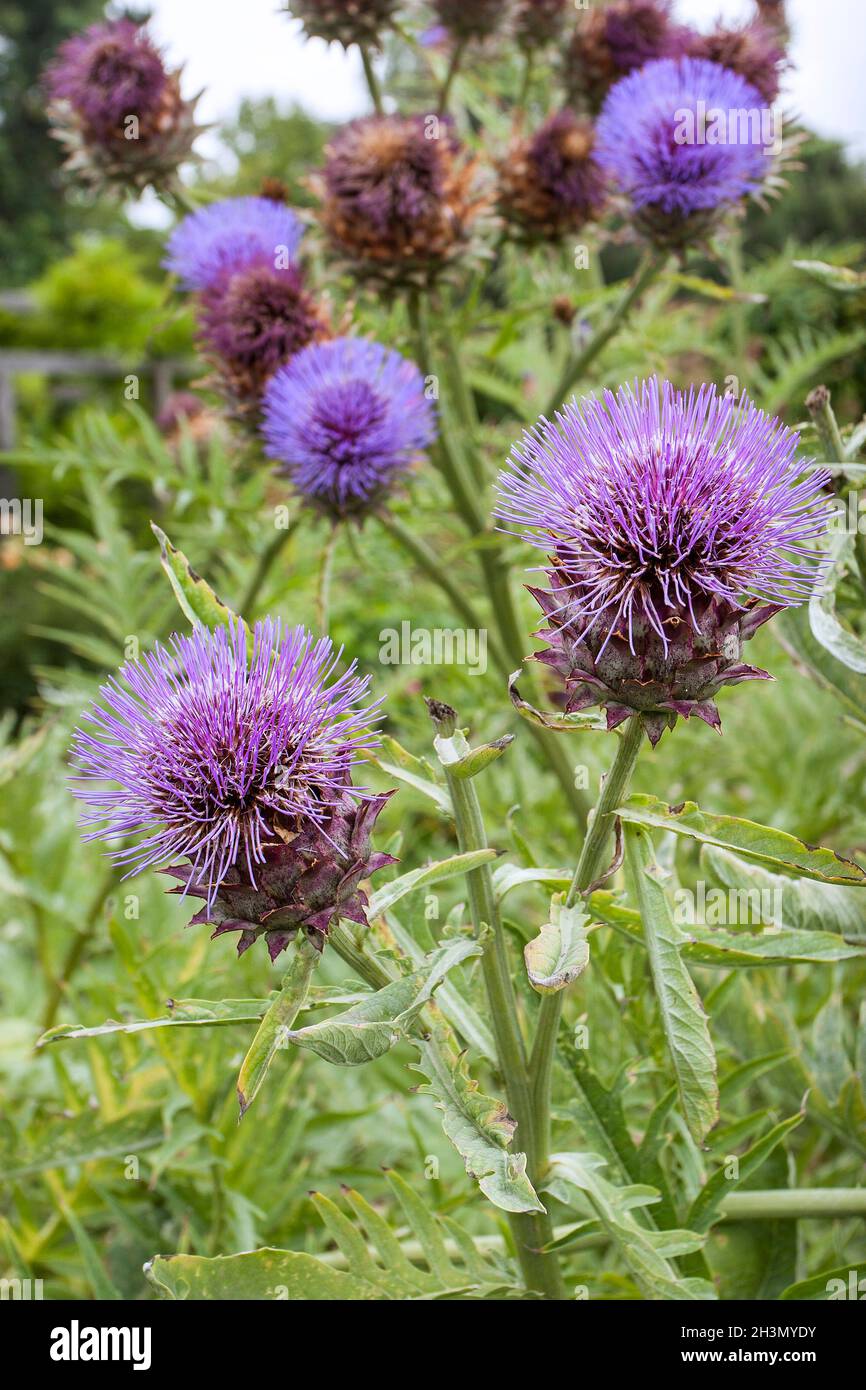 Giant thistle, Cardoon, ornamental Artichoke, very popular with bees in ...