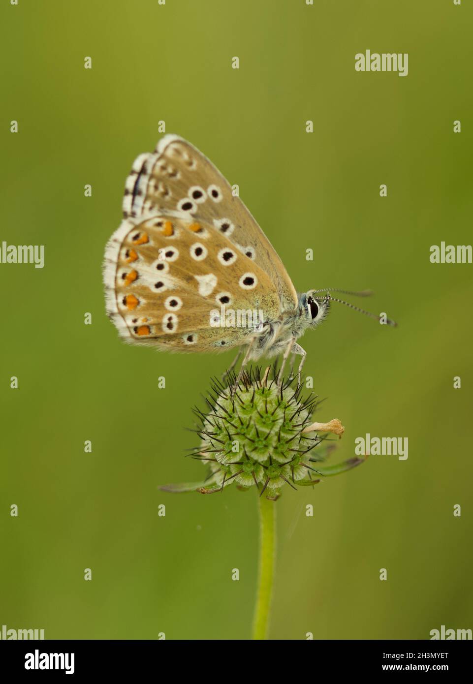 Adonis Blue Butterfly Stock Photo - Alamy