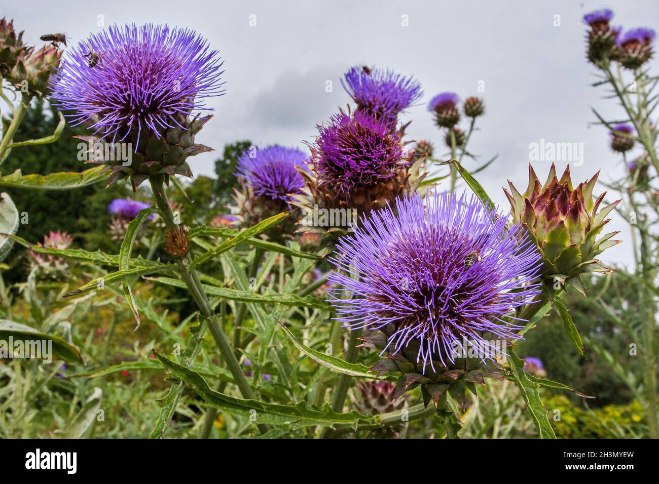 Close up of Giant thistle, Cardoon, ornamental Artichoke, very popular ...