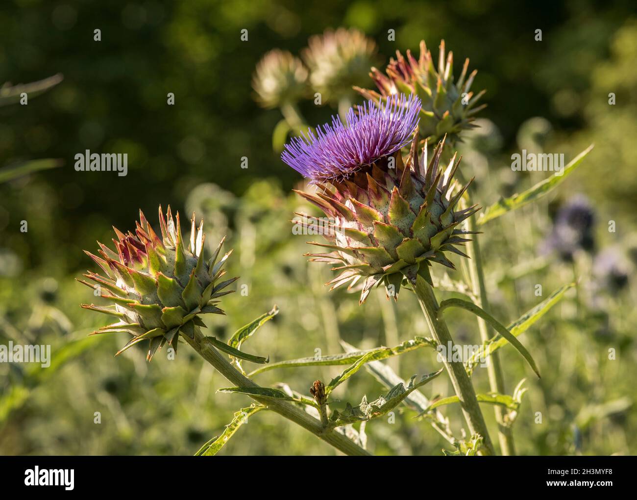 Giant thistle, Cardoon, ornamental Artichoke, very popular with bees in ...