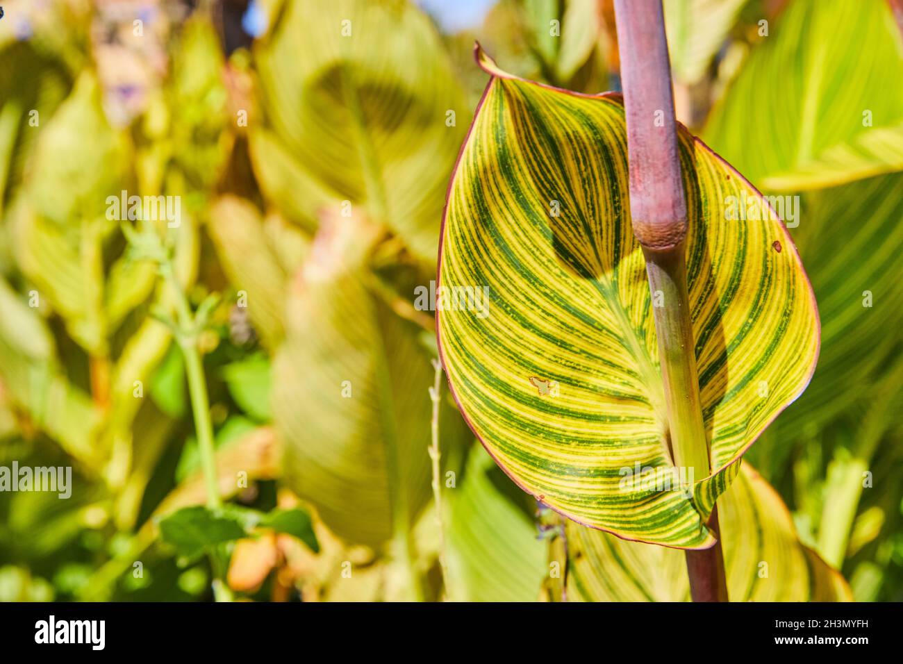 Leaf of plant hi-res stock photography and images - Alamy