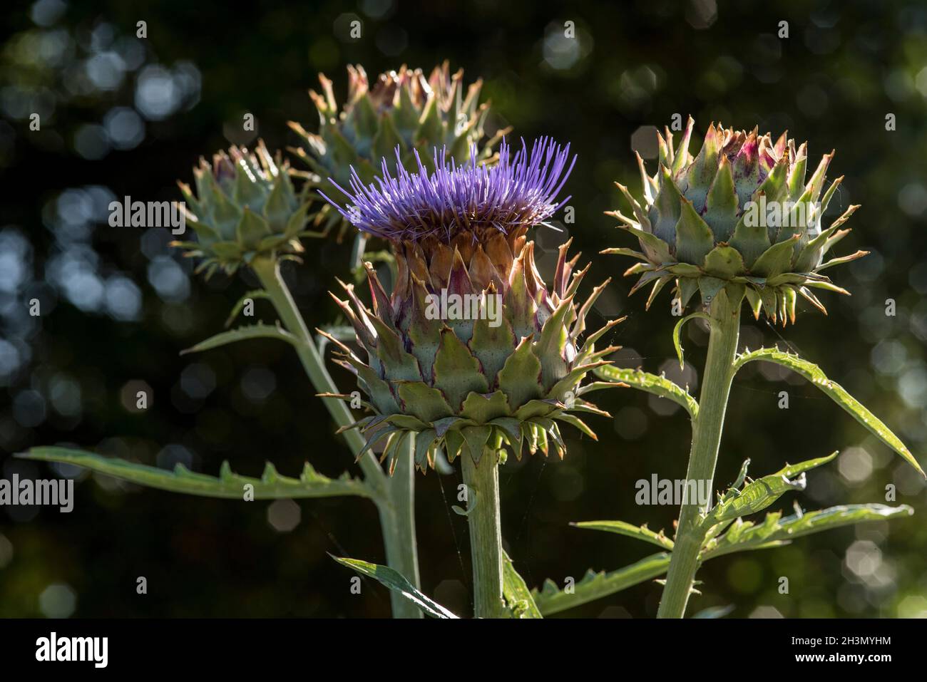 Giant thistle, Cardoon, ornamental Artichoke, very popular with bees in ...