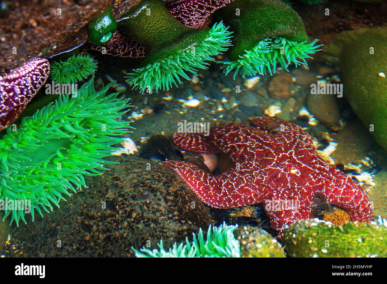 Tide Pools with Sea Anemones and Starfish at Kalaloch Beach, Olympic ...