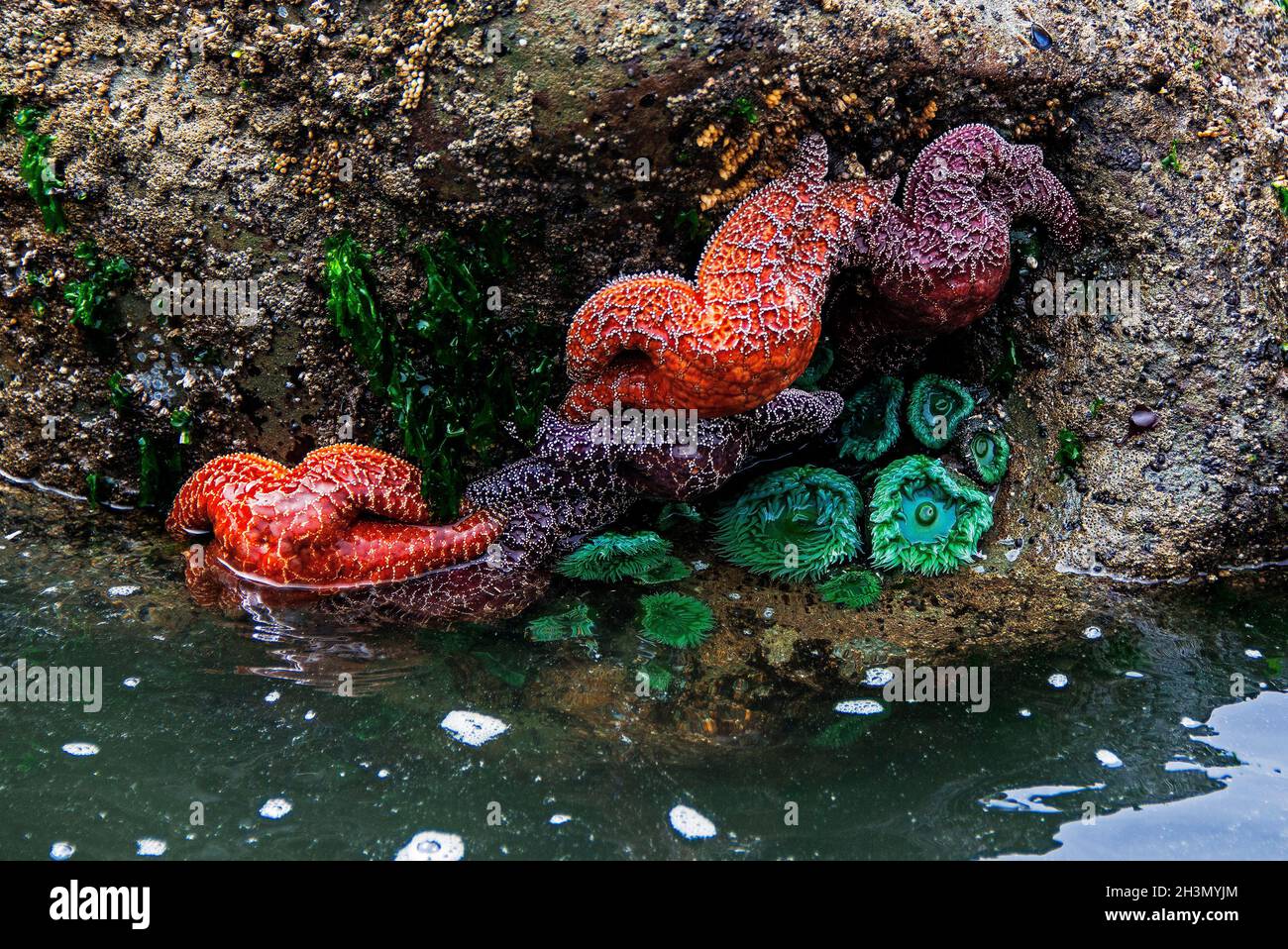 Tide Pools with Sea Anemones and Starfish at Kalaloch Beach, Olympic ...