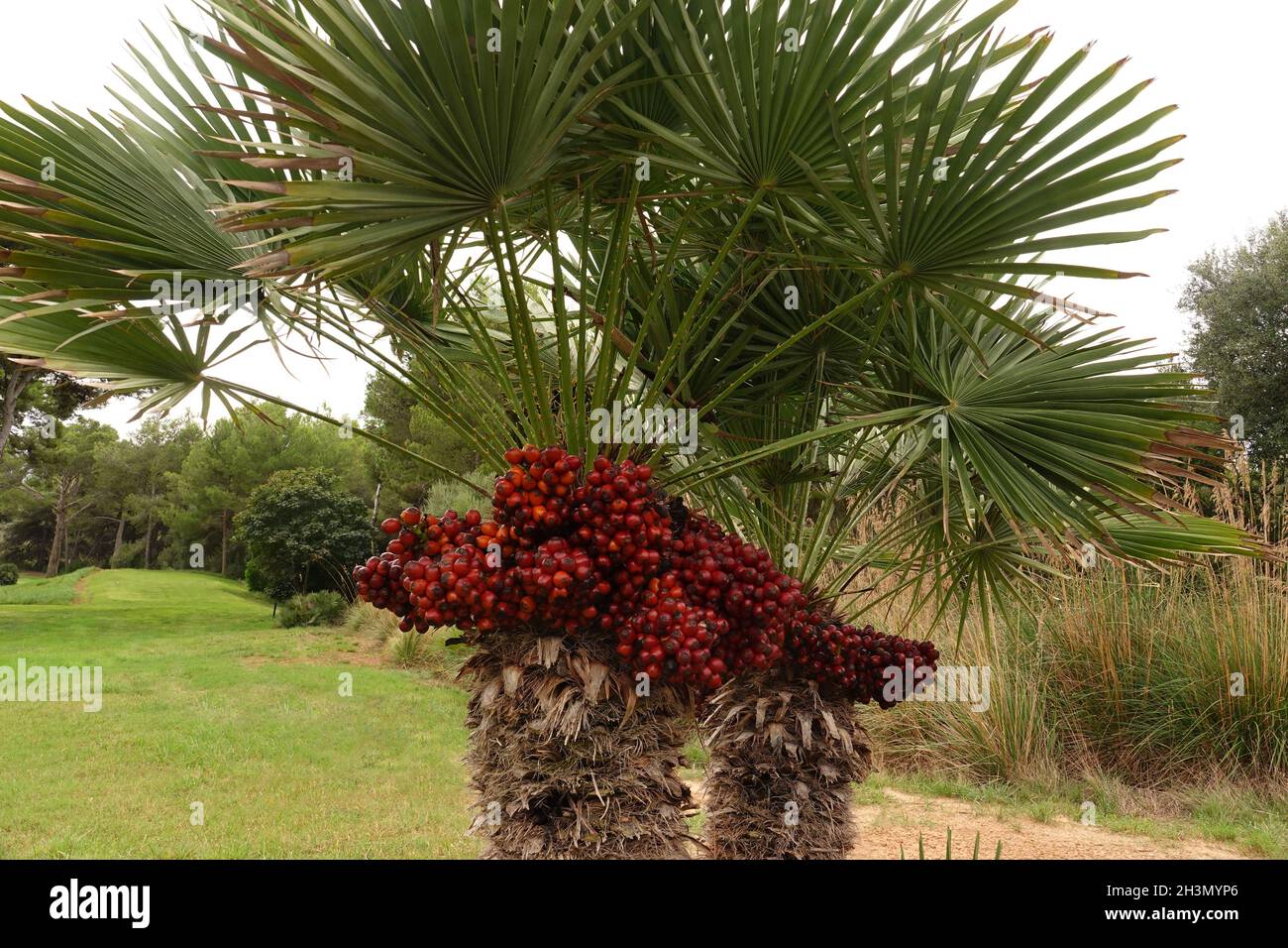 Dates grow on the palm trees surrounding the Caparrossa Hotel and Spa ...