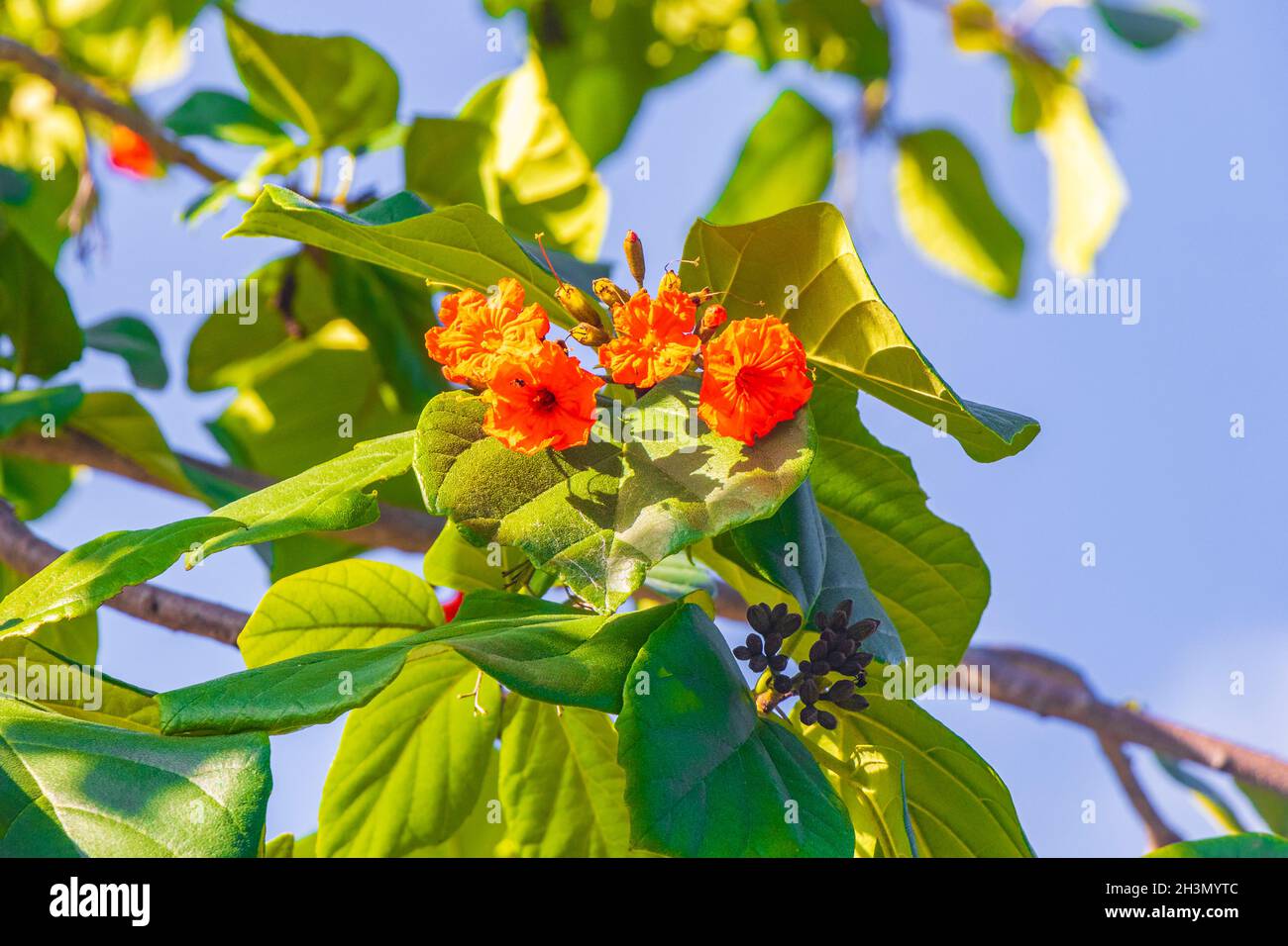 Kou Cordia subcordata flowering tree with orange flowers beach cordia ...