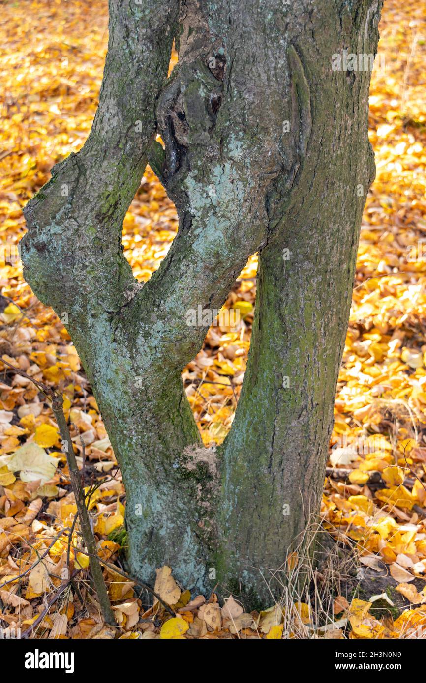 Forked leaf hi-res stock photography and images - Alamy