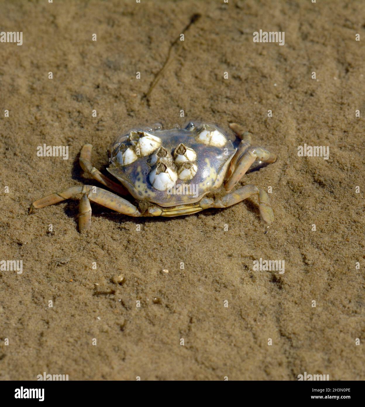 Barnacles hi-res stock photography and images - Alamy