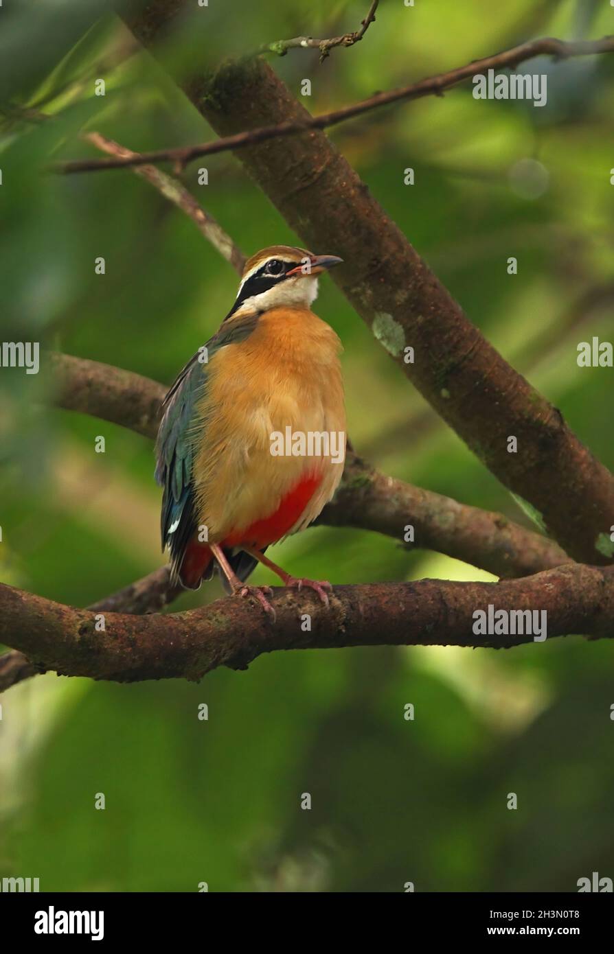 Indian Pitta (Pitta brachyura) adult perched on branch Sri Lanka ...