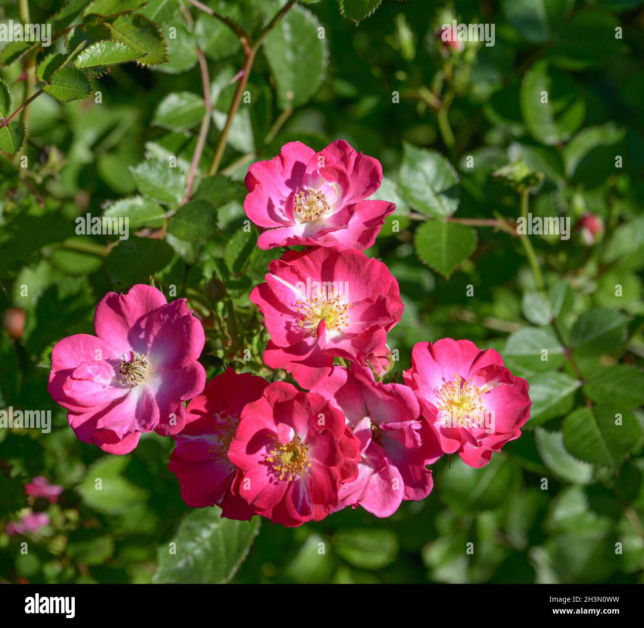 Gallic rose rosa gallica hi-res stock photography and images - Alamy