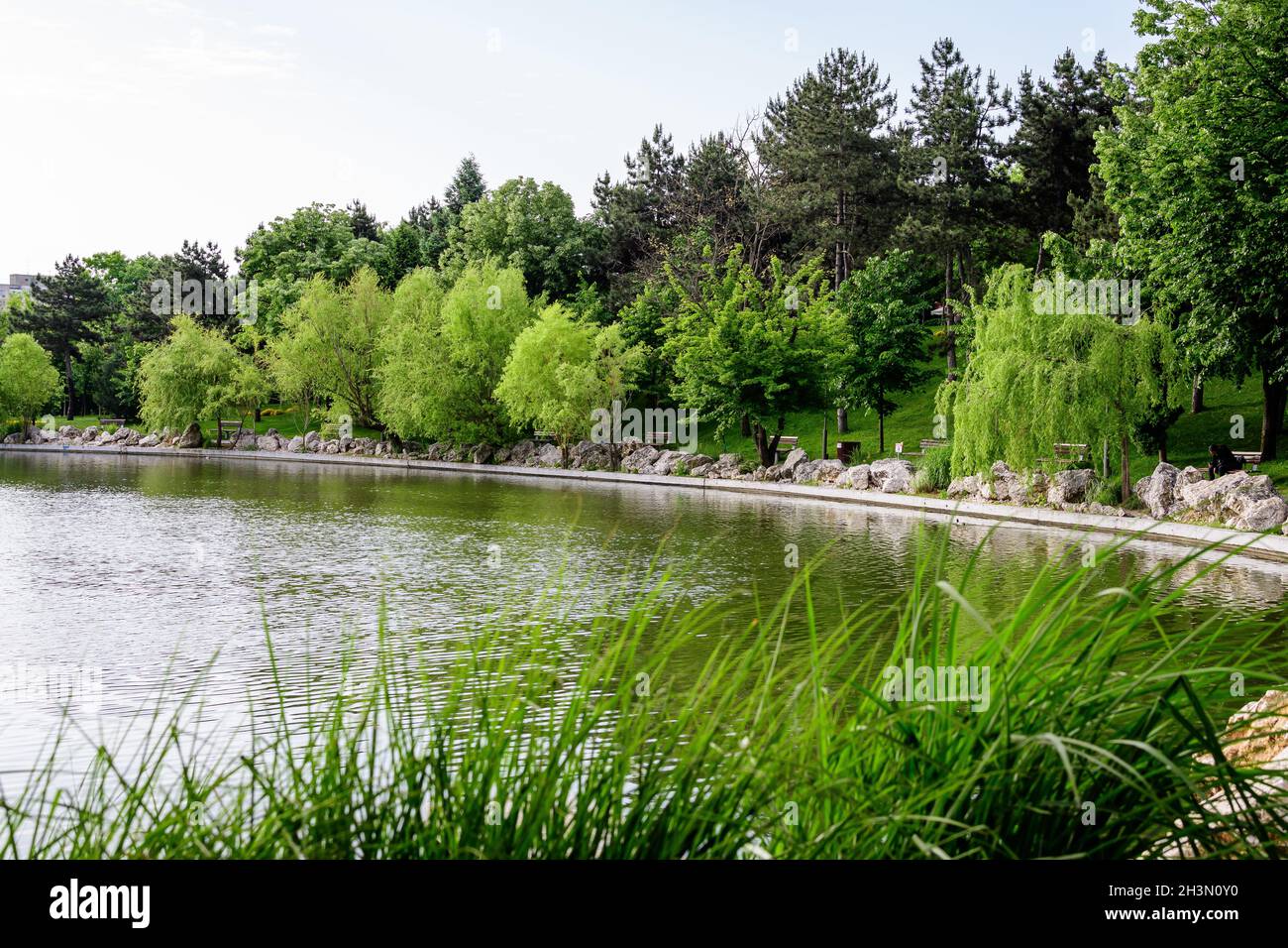 Landscape with lake and vivid green trees in Drumul Taberei Park ...