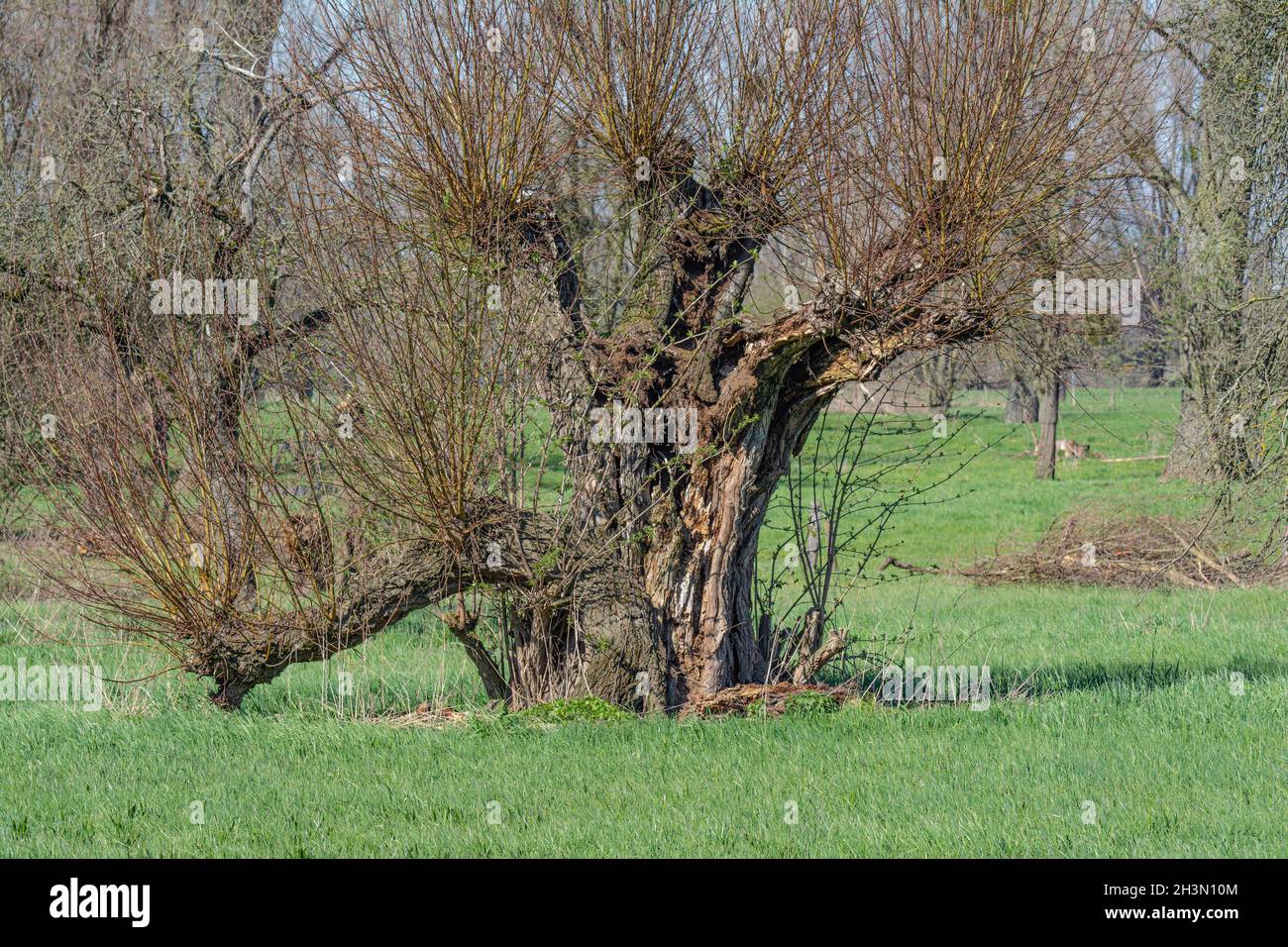 Pollard willow tree hi-res stock photography and images - Alamy