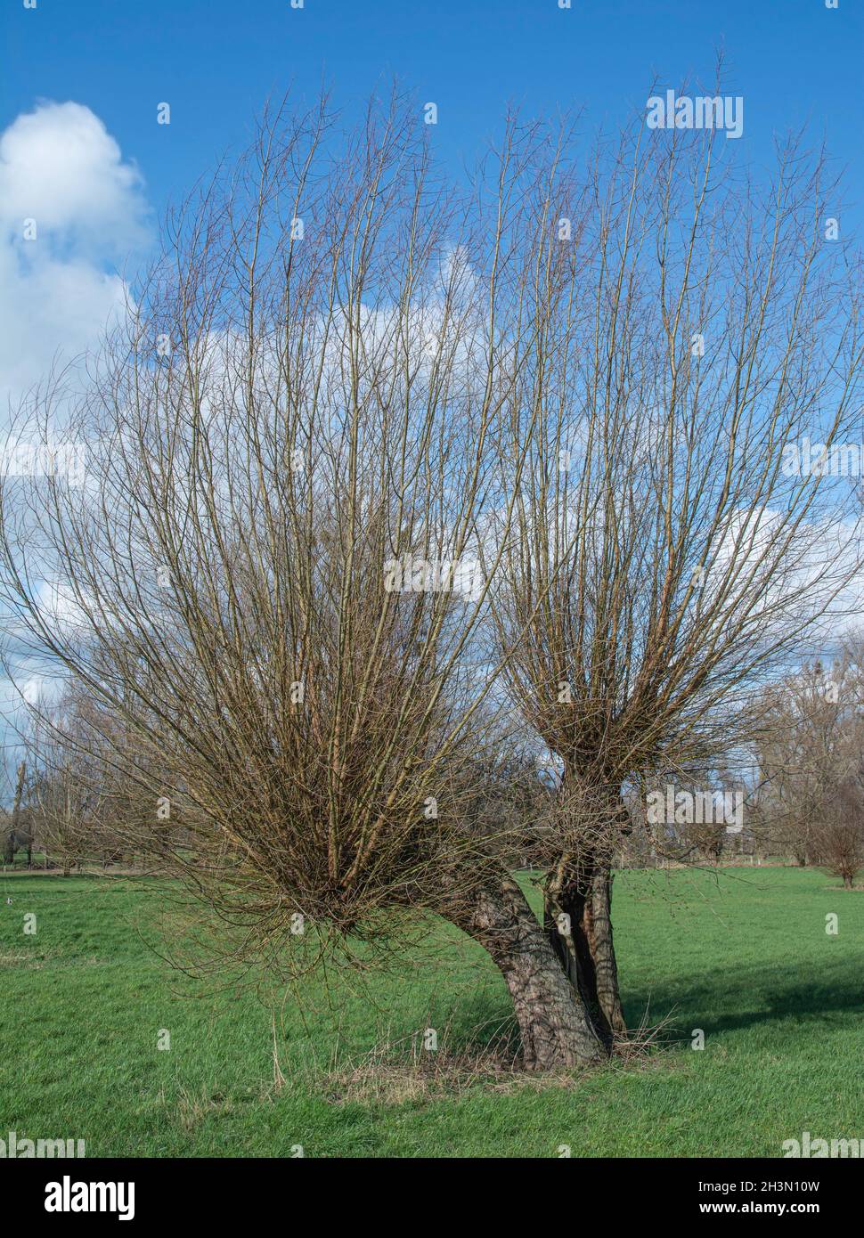 Osier Willow High Resolution Stock Photography and Images - Alamy