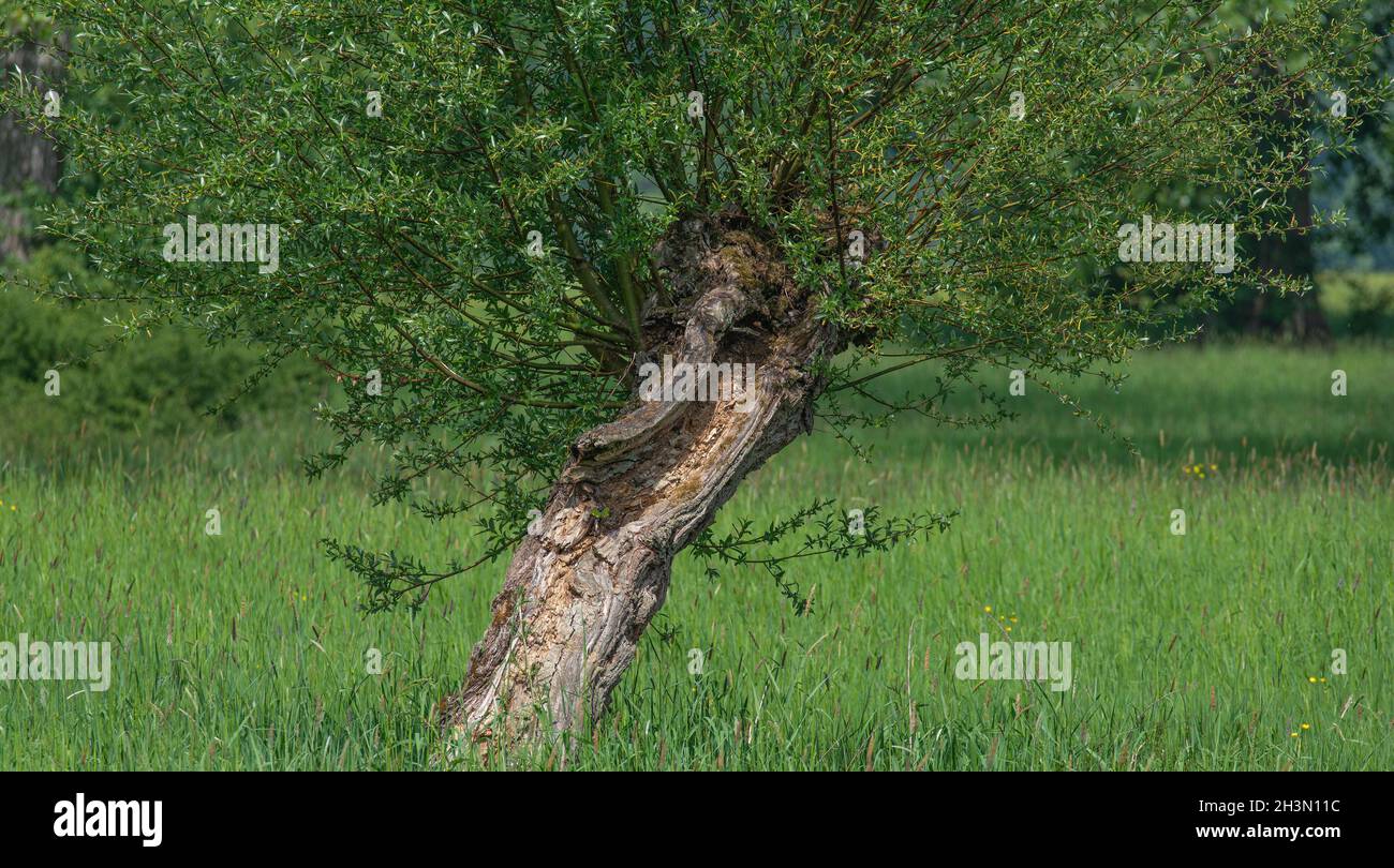 Osier Willow High Resolution Stock Photography and Images - Alamy