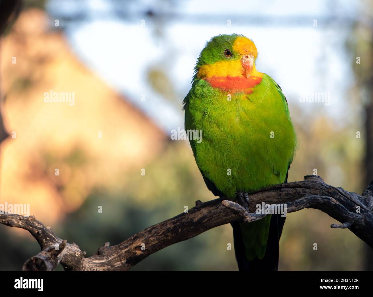 The superb parrot (Polytelis swainsonii) illuminated of the sunset rays ...