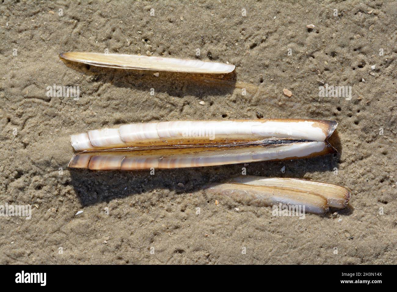 Jackknife hi-res stock photography and images - Alamy