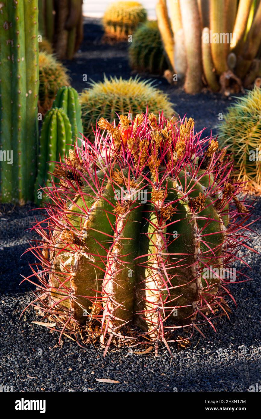 Blue Barrel Cactus, Sunnylands Gardens, Rancho Mirage, California Stock ...