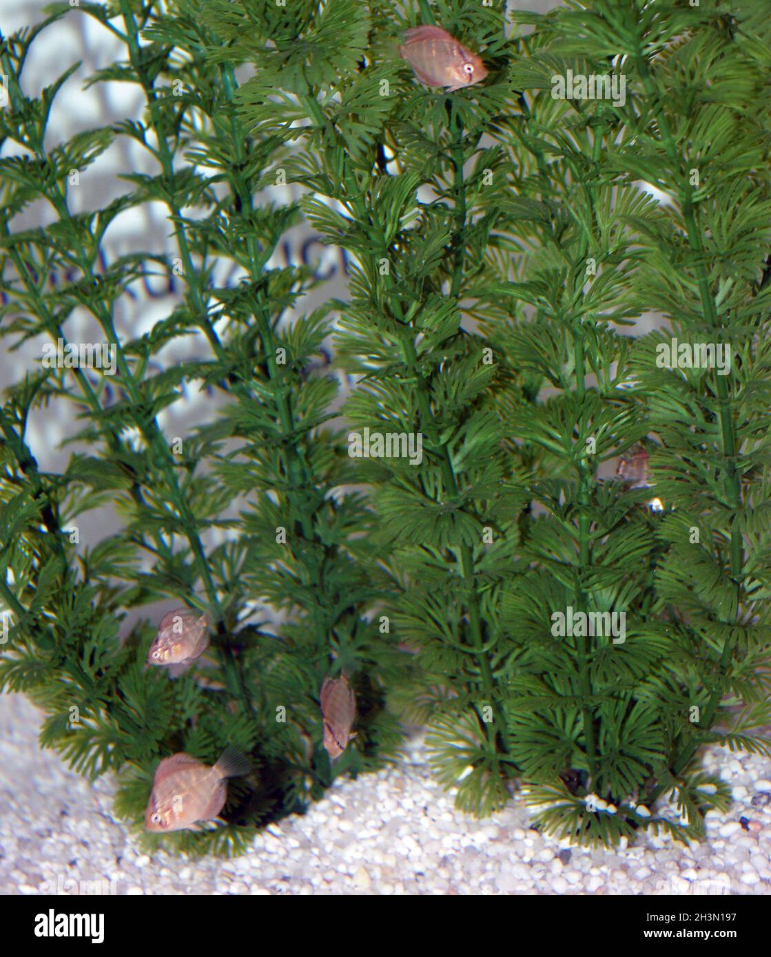 Discus fry (Symphysodon aequifasciatus Stock Photo - Alamy