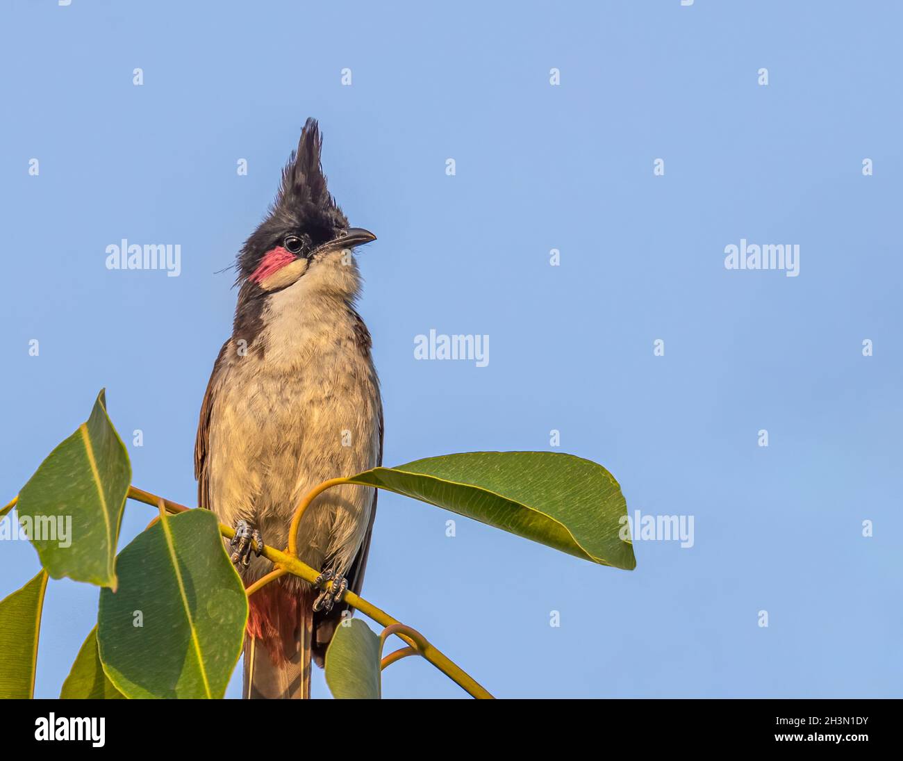 Red whiskered bulbul sitting and resting on a tree Stock Photo - Alamy