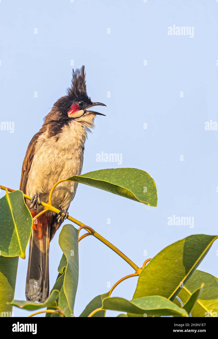 Indian tree of life illustration hi-res stock photography and images ...