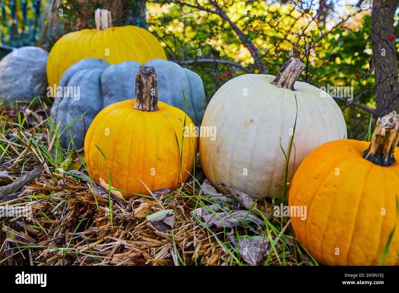 Hay bales fall decoration hi-res stock photography and images - Alamy