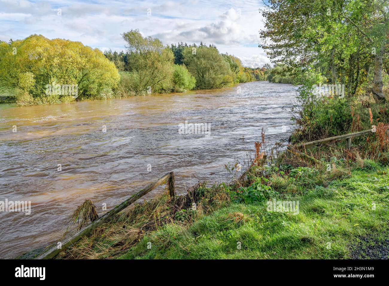 River Teviot in Flood after October 2021 rains in The Scottish Borders ...