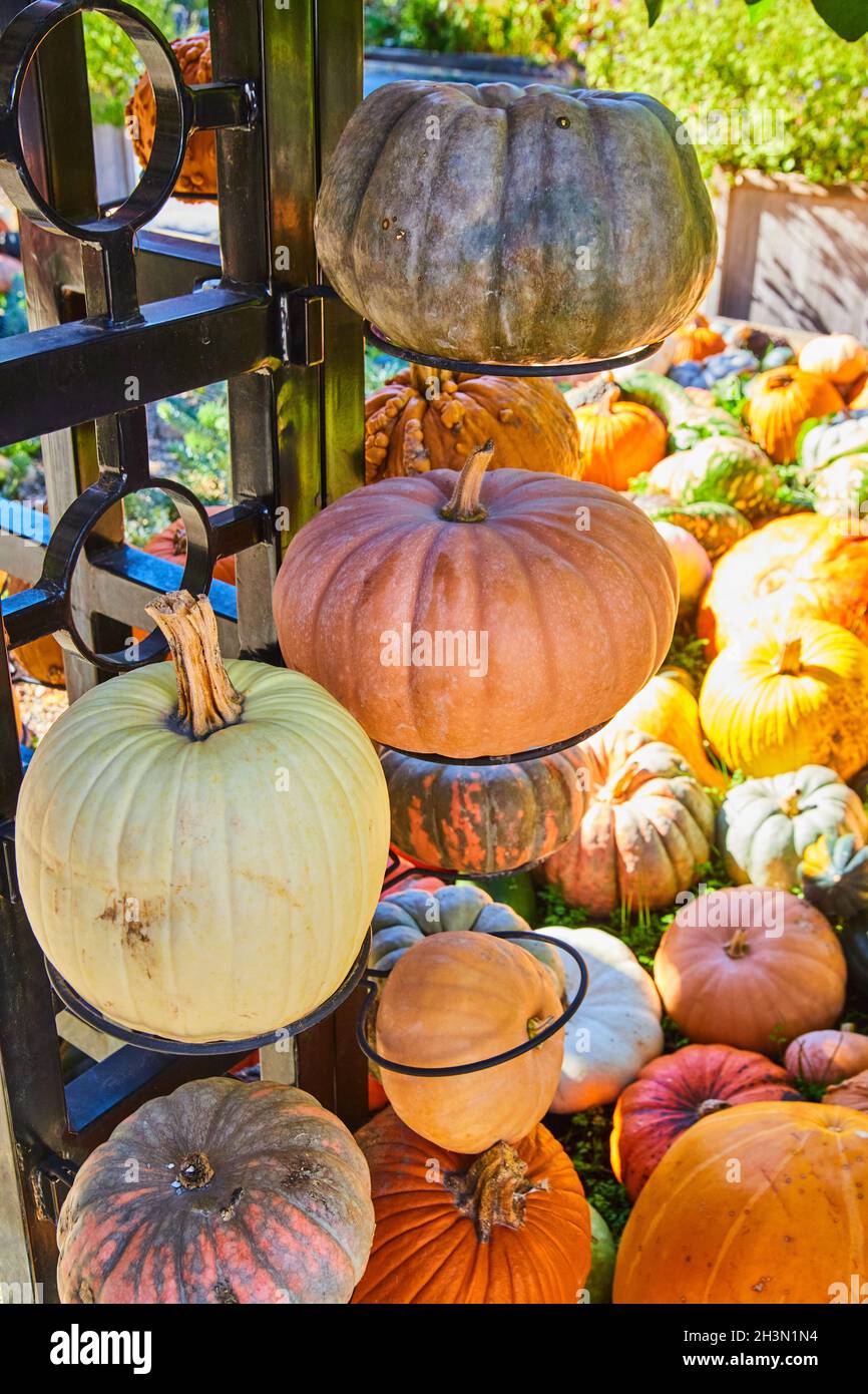 Pumpkins in circle loops of metal structure in fall Stock Photo - Alamy