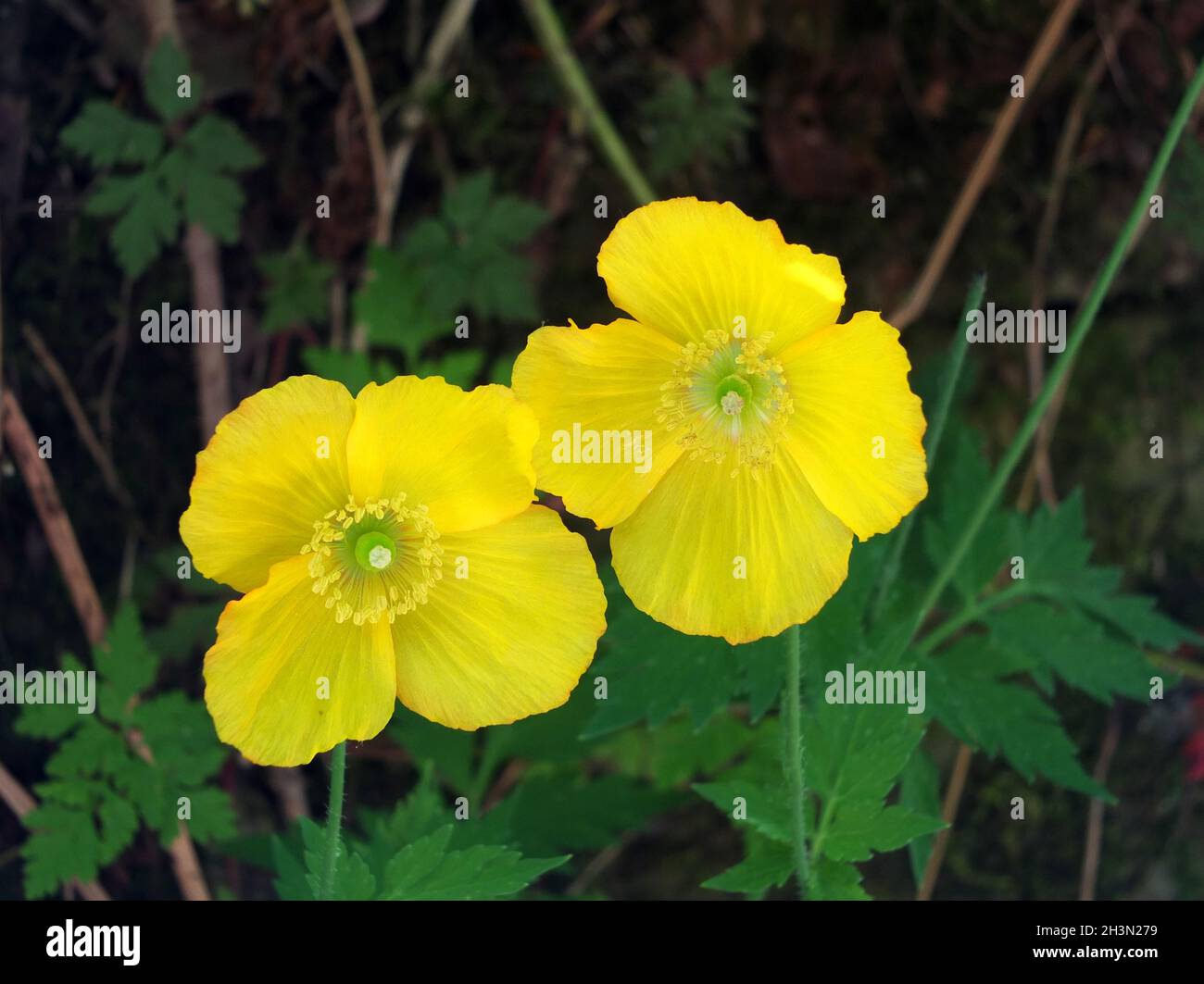 Yellow poppy species hi-res stock photography and images - Alamy